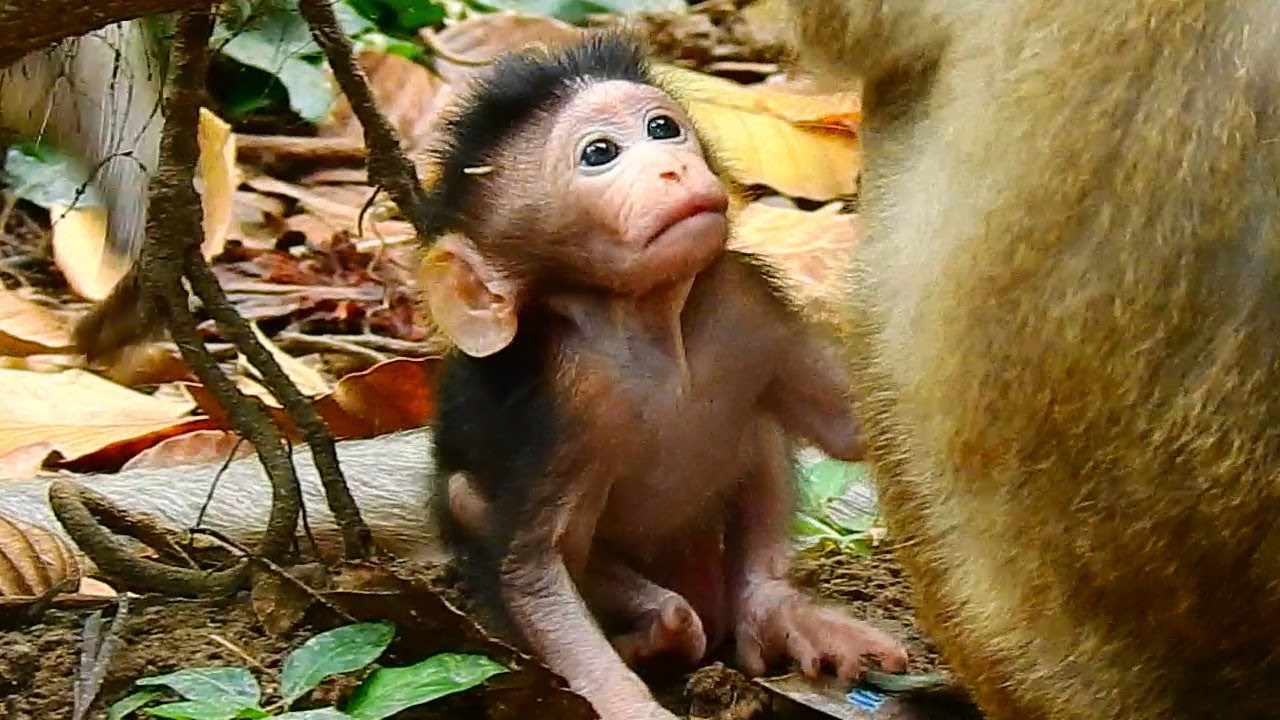 Newly baby monkey not happy cos mother monkey put her on ground to walk ...