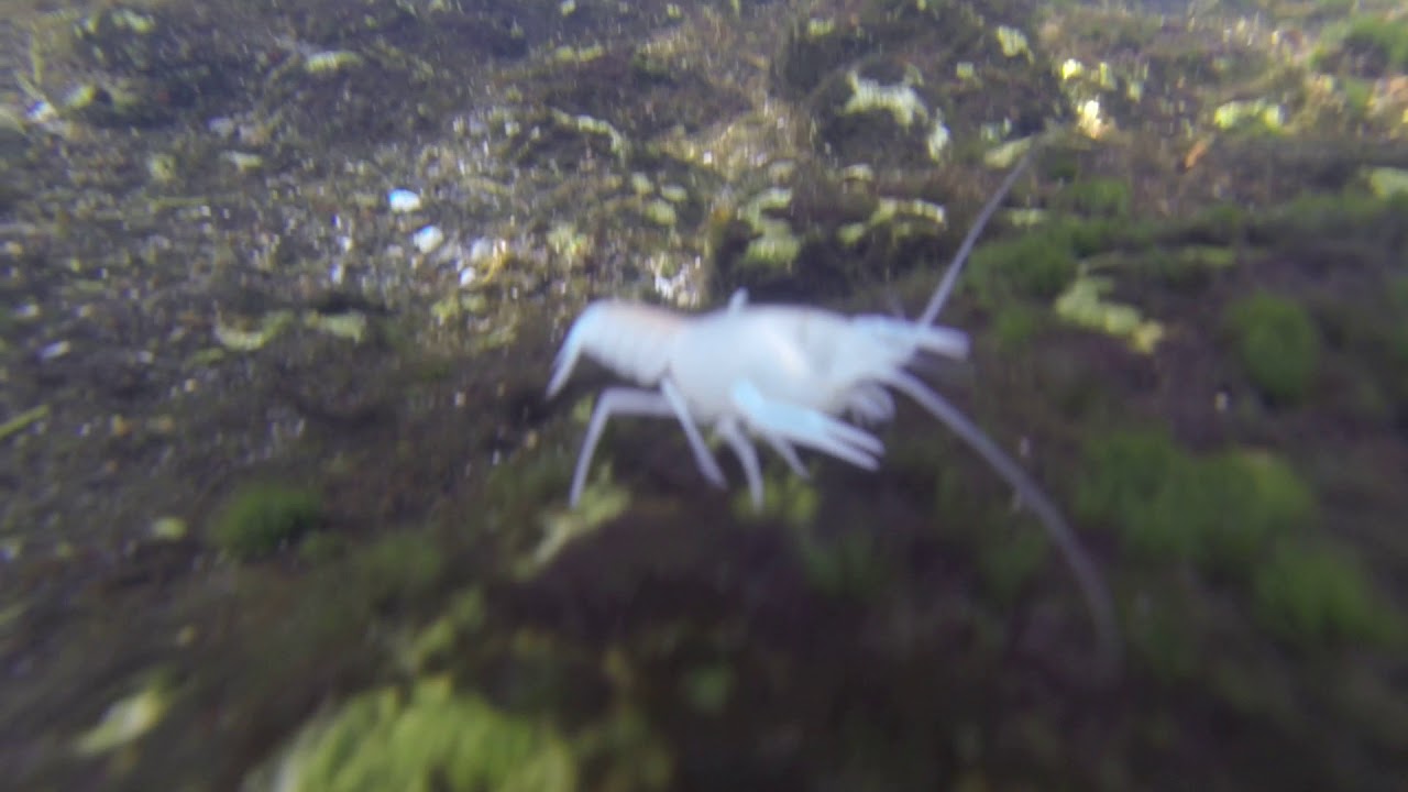 Southern Cave Crawfish - YouTube