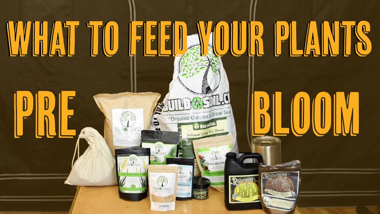 Pre Bloom Feeding Schedule - YouTube
