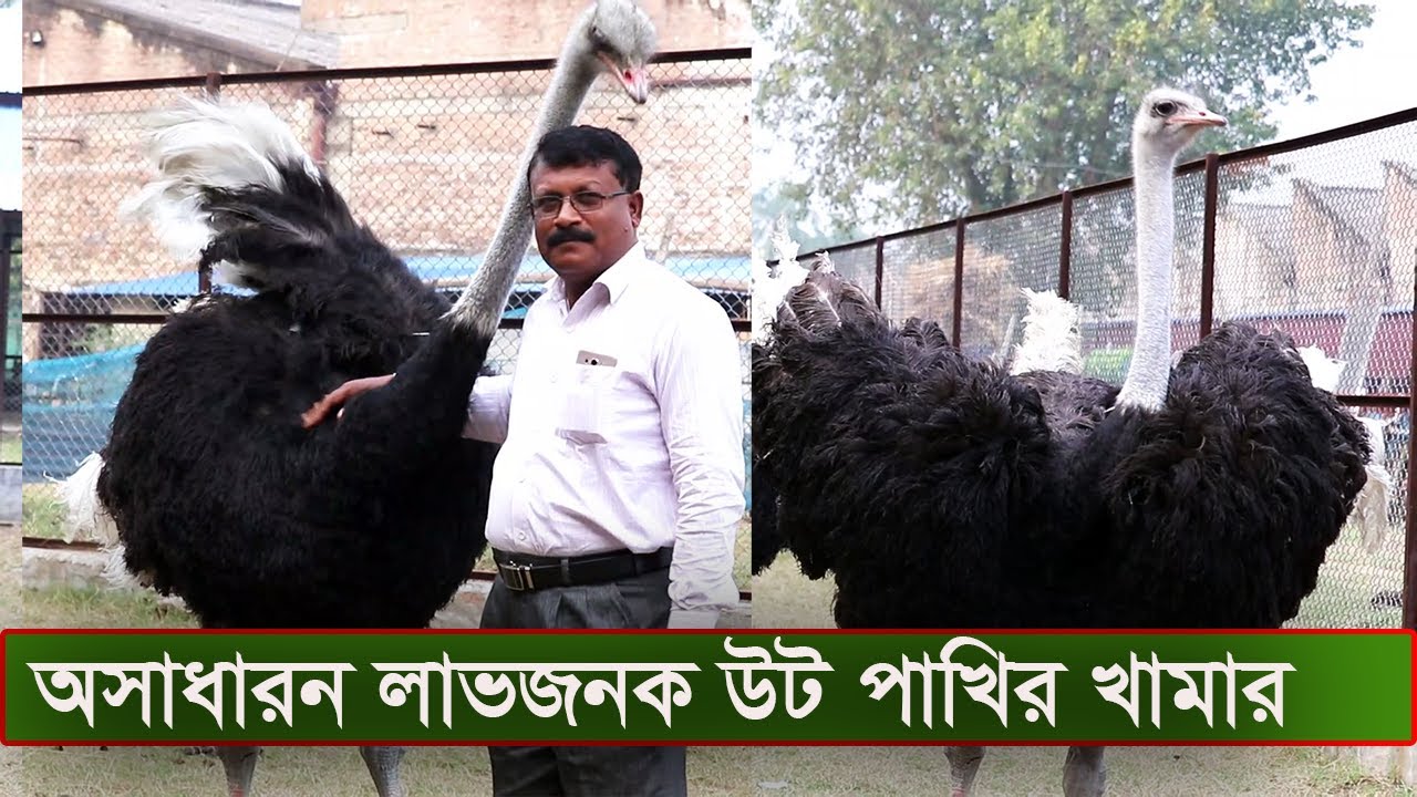 দেশে সবচেয়ে বড় উট পাখির খামার ut pakhi - YouTube
