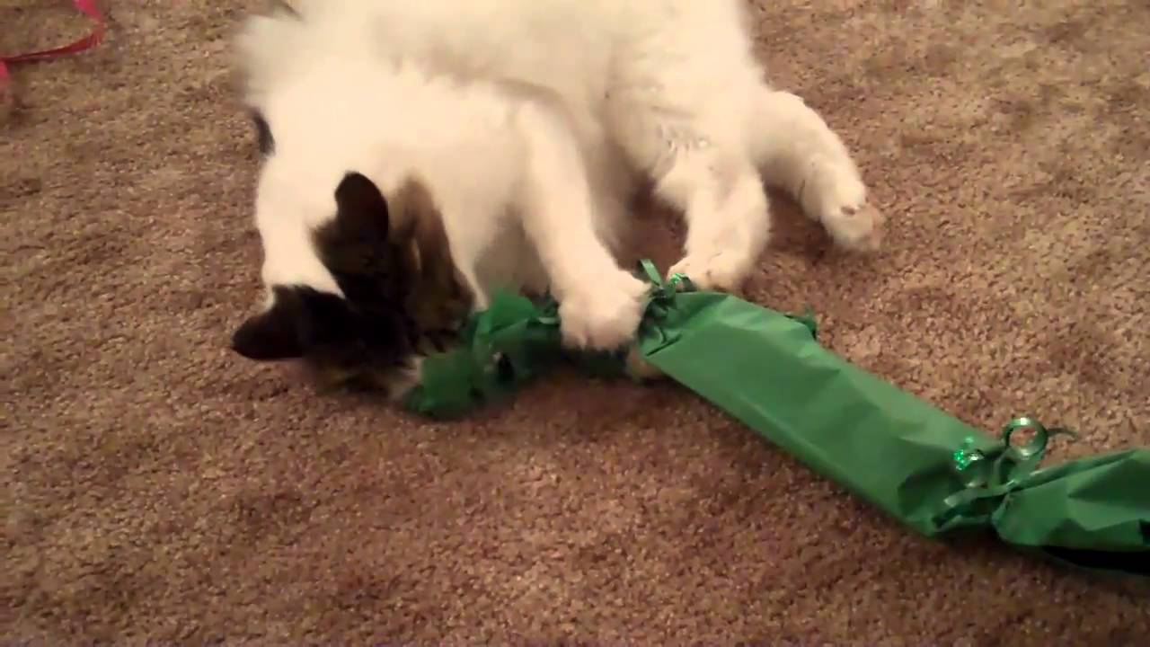 Baby Cat Opening His Christmas Presents - YouTube