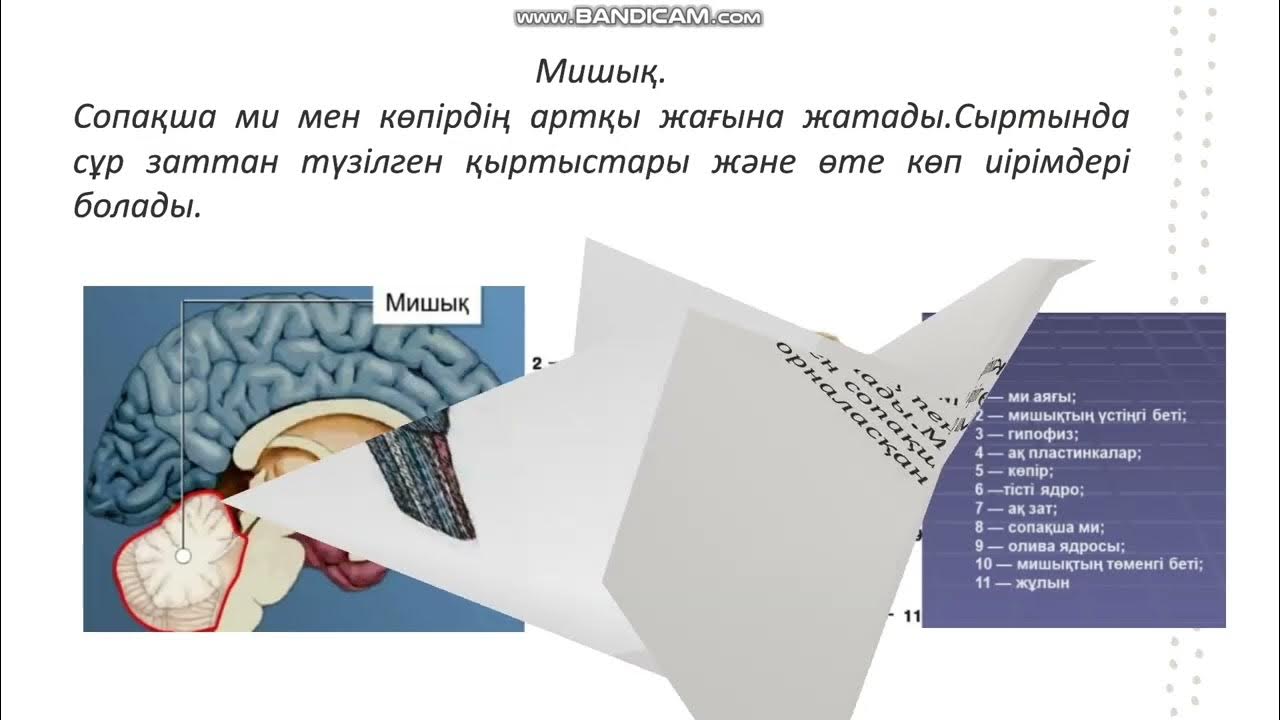 Ми🧠. Ми бөлімдері. - YouTube