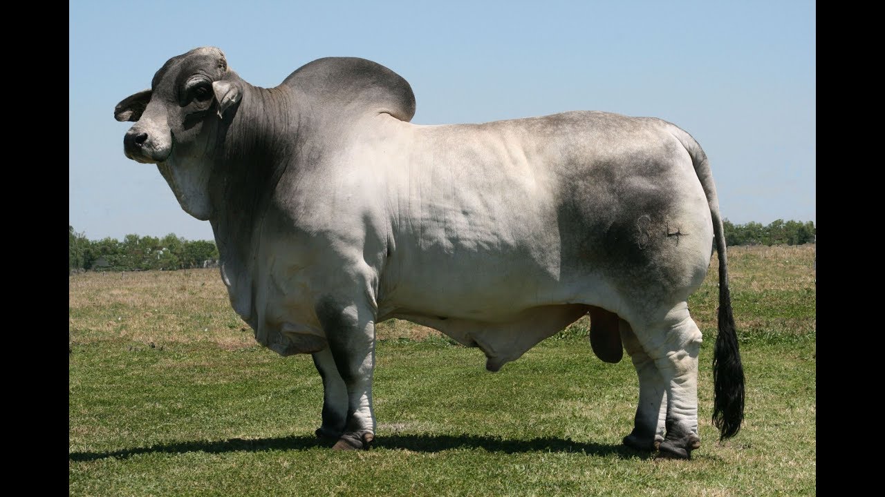 Clasificación de Ganado para Leche - TvAgro por Juan Gonzalo Angel ...
