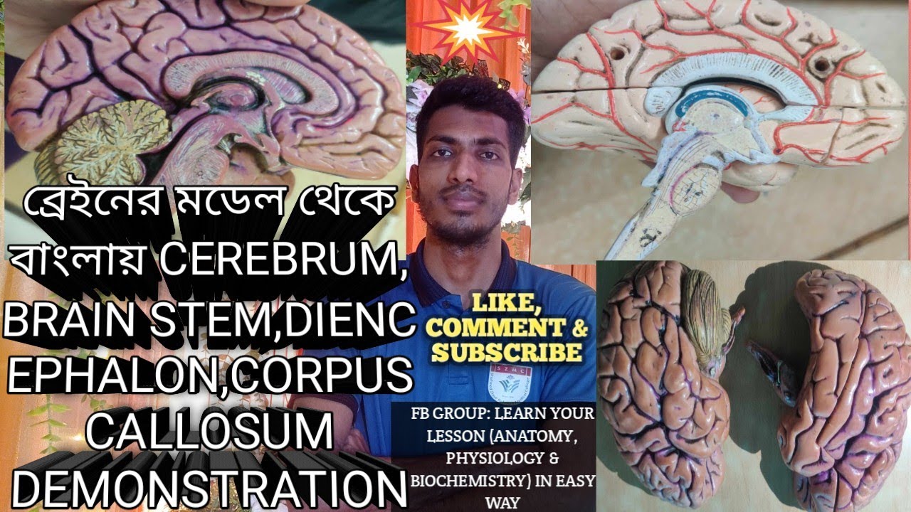 ব্রেইনের মডেল থেকেCerebrum,Brain Stem,Ventricle,Corpus Callosum ...