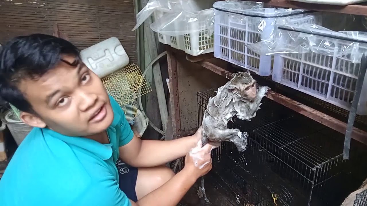 CARA MEMANDIKAN MONYET VERSI 3 || MONYET MANDI || MONKEY YOYO || MONKEY ...