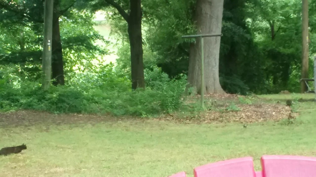 Tweety DIDN'T see THIS cat!!! "GOT'EM" - YouTube