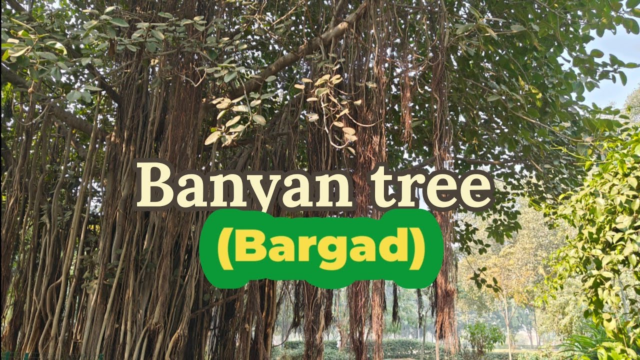 Banyan tree, Indian Banyan tree, Ficus benghalensis, Bargad,Vat - YouTube