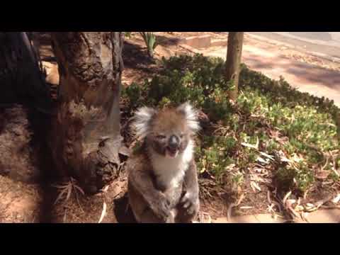 Koala sounds like it’s moaning when it’s crying subscribe if it sounds like it’s Moaning