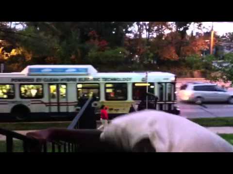 2005 DC Metro Bus - YouTube