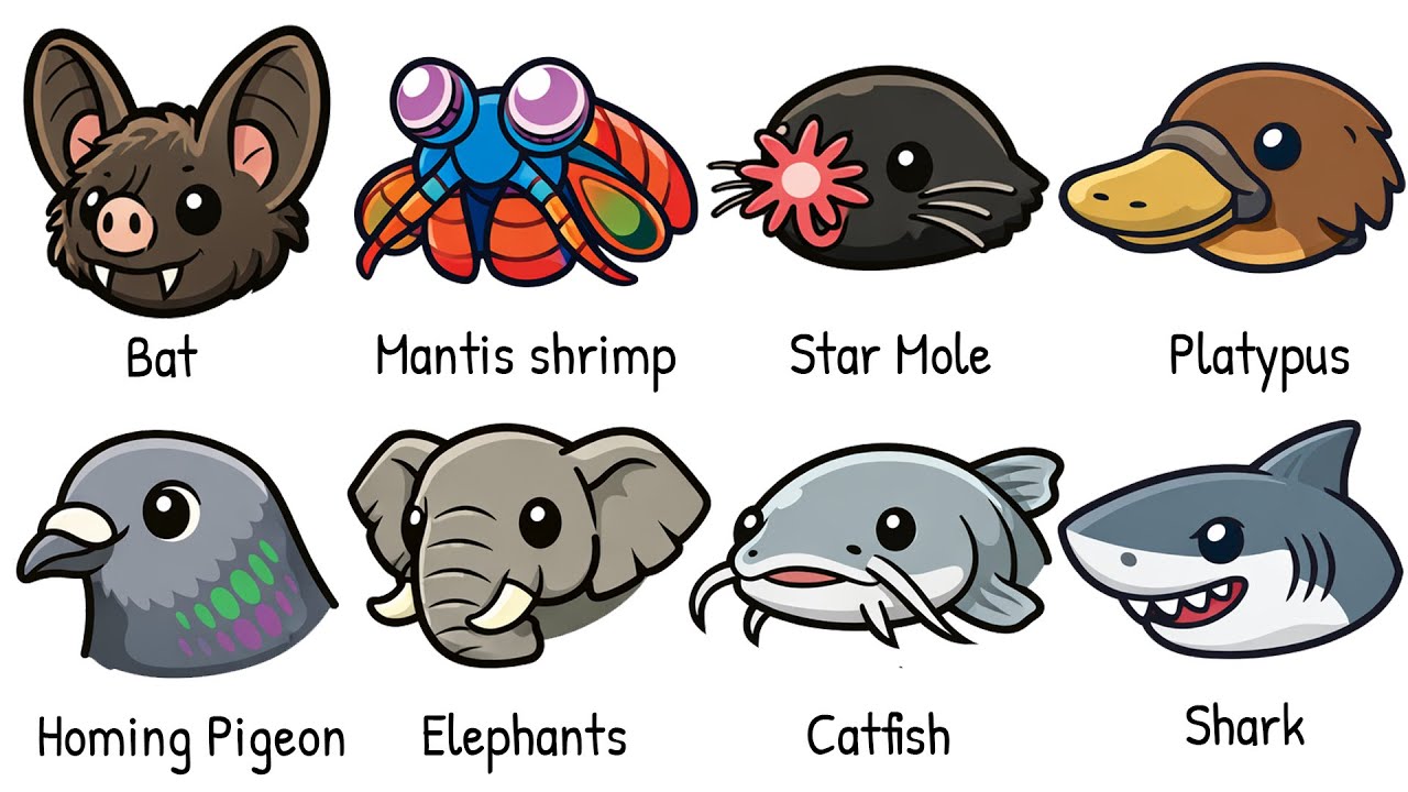 Every Super Sense Animal Explained in 8 Minutes - YouTube