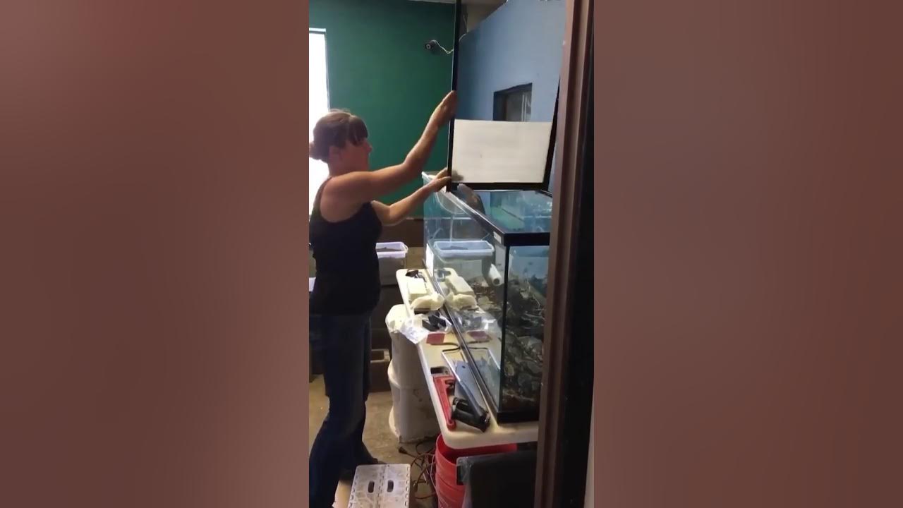 Reticulated Python Attacks Woman - YouTube