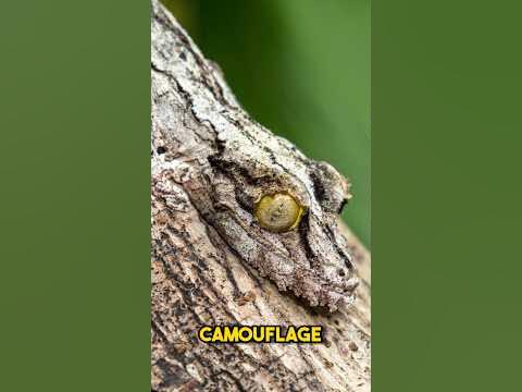 Top 5 most amazing animal adaptations - YouTube