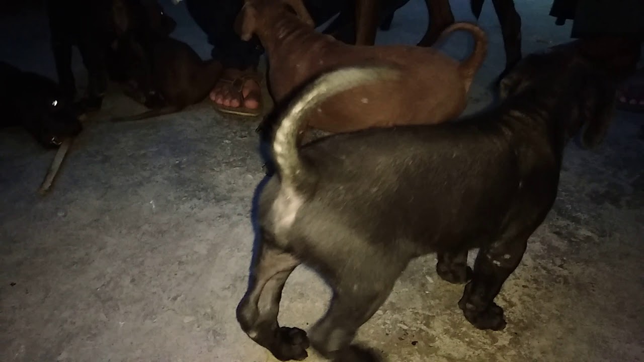 Myanmar Inn Dog - YouTube