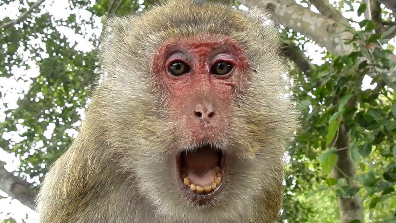 Poor Monkey Abigail Come to Mr Ravi, What Matter on Your Face When See ...