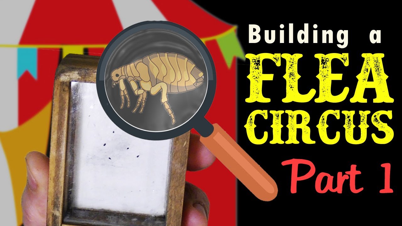 Catching Fleas For A Flea Circus - Part 1 - YouTube