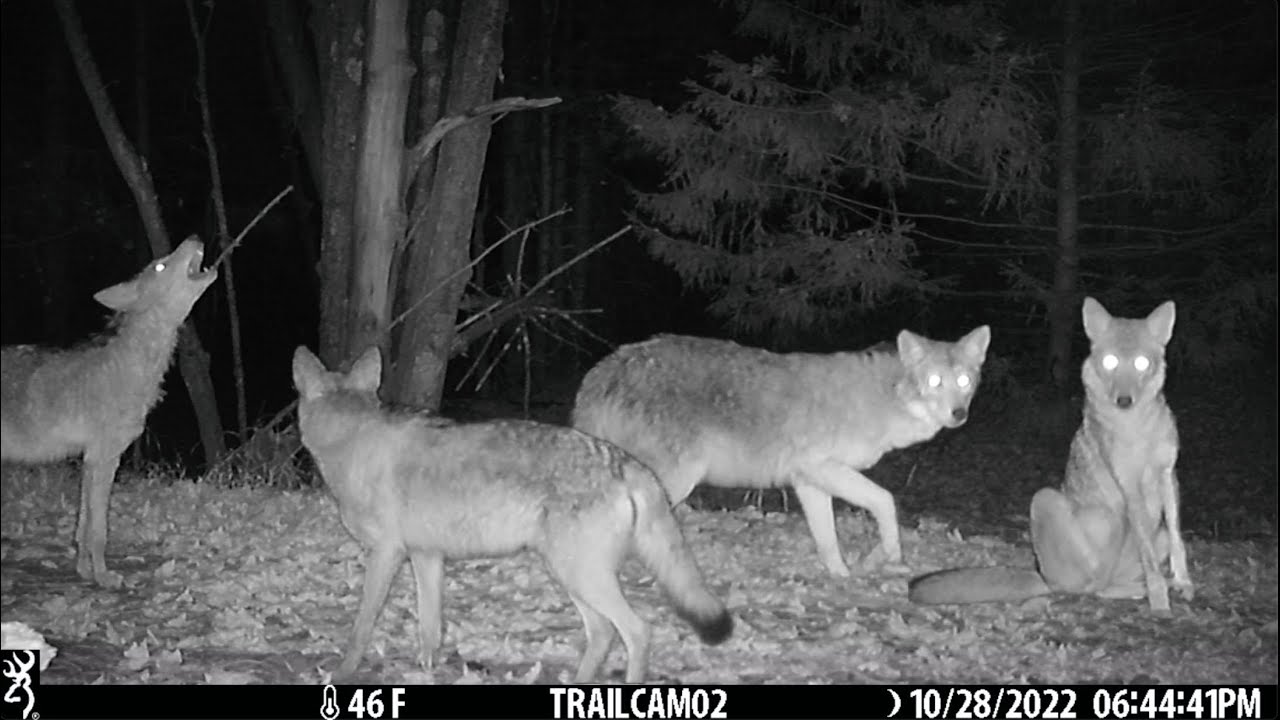 Coyotes vs Trail Camera - YouTube