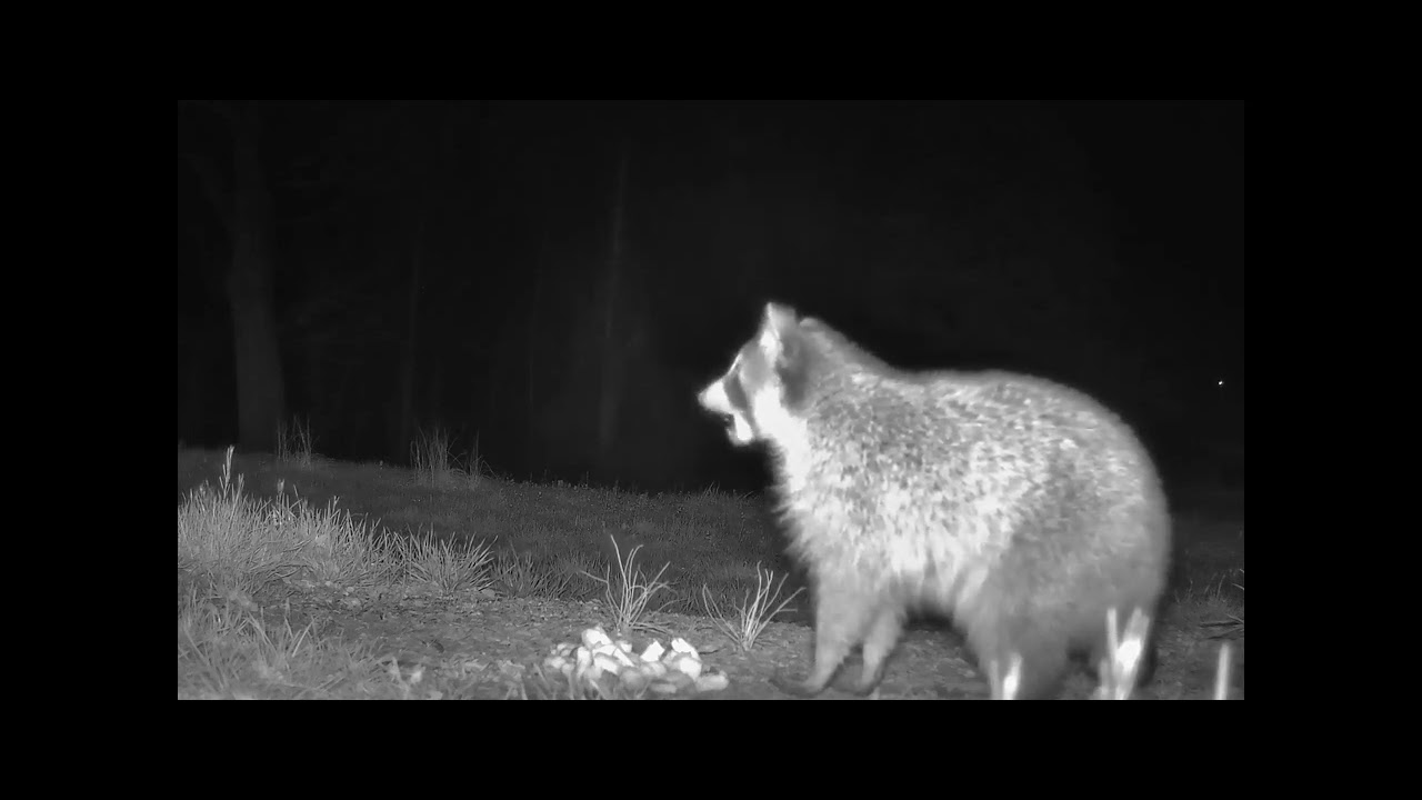 Emily 6-18-25 The week is half over, it's Hump Day! - YouTube