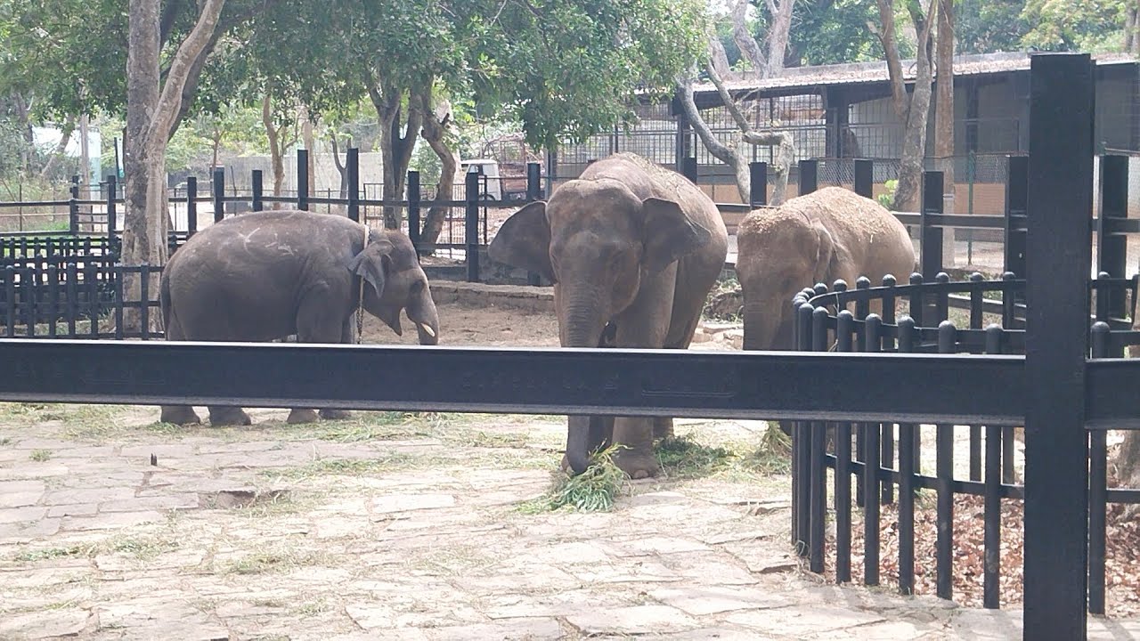 Bannerghatta zoo Bangalore - YouTube
