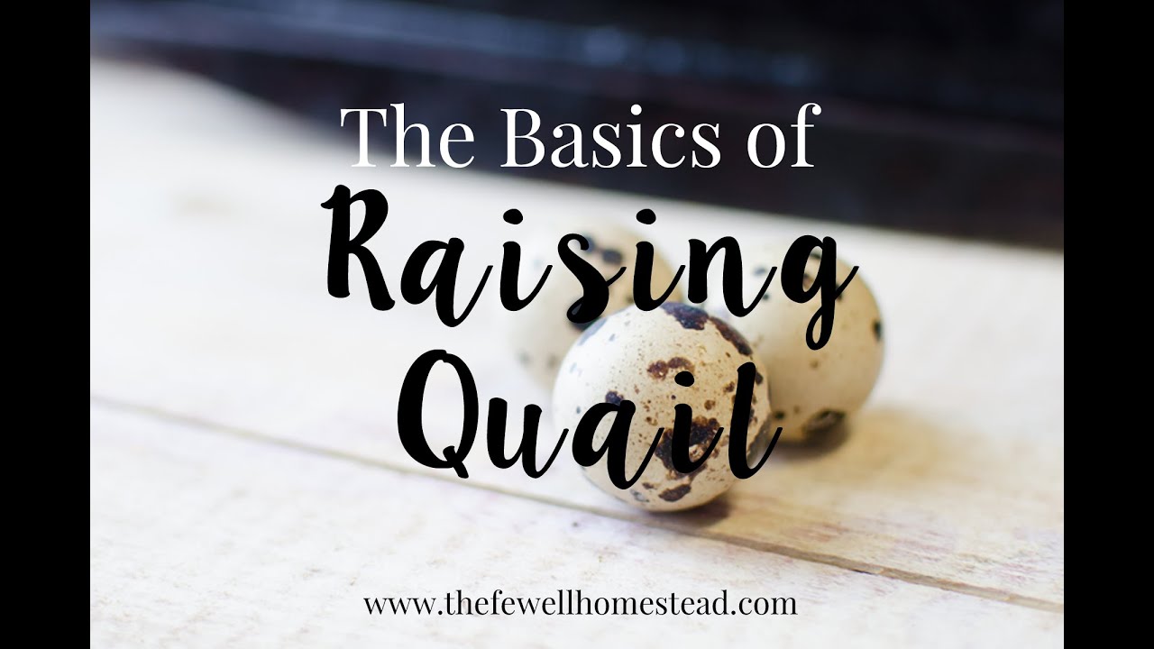 The Basics of Raising Quail - YouTube