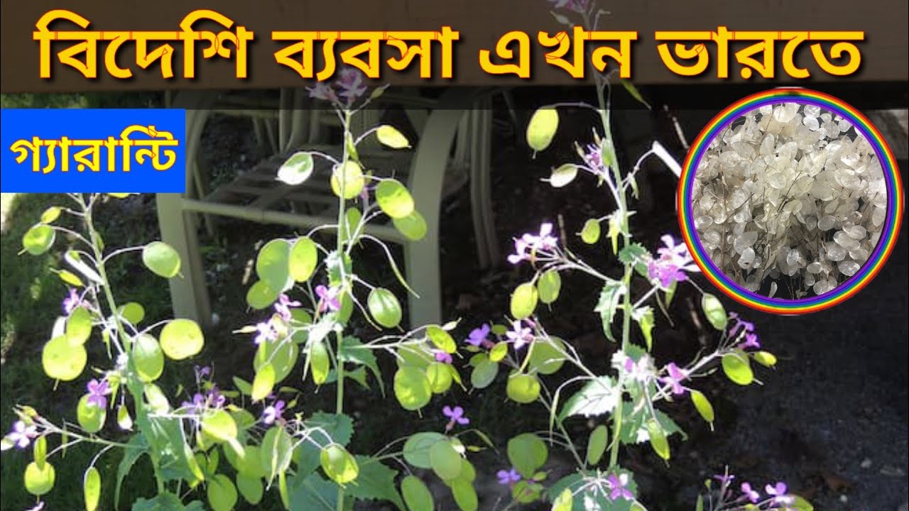 Silver. Silver plant farming in india. Silver plant farming. Dollar ...