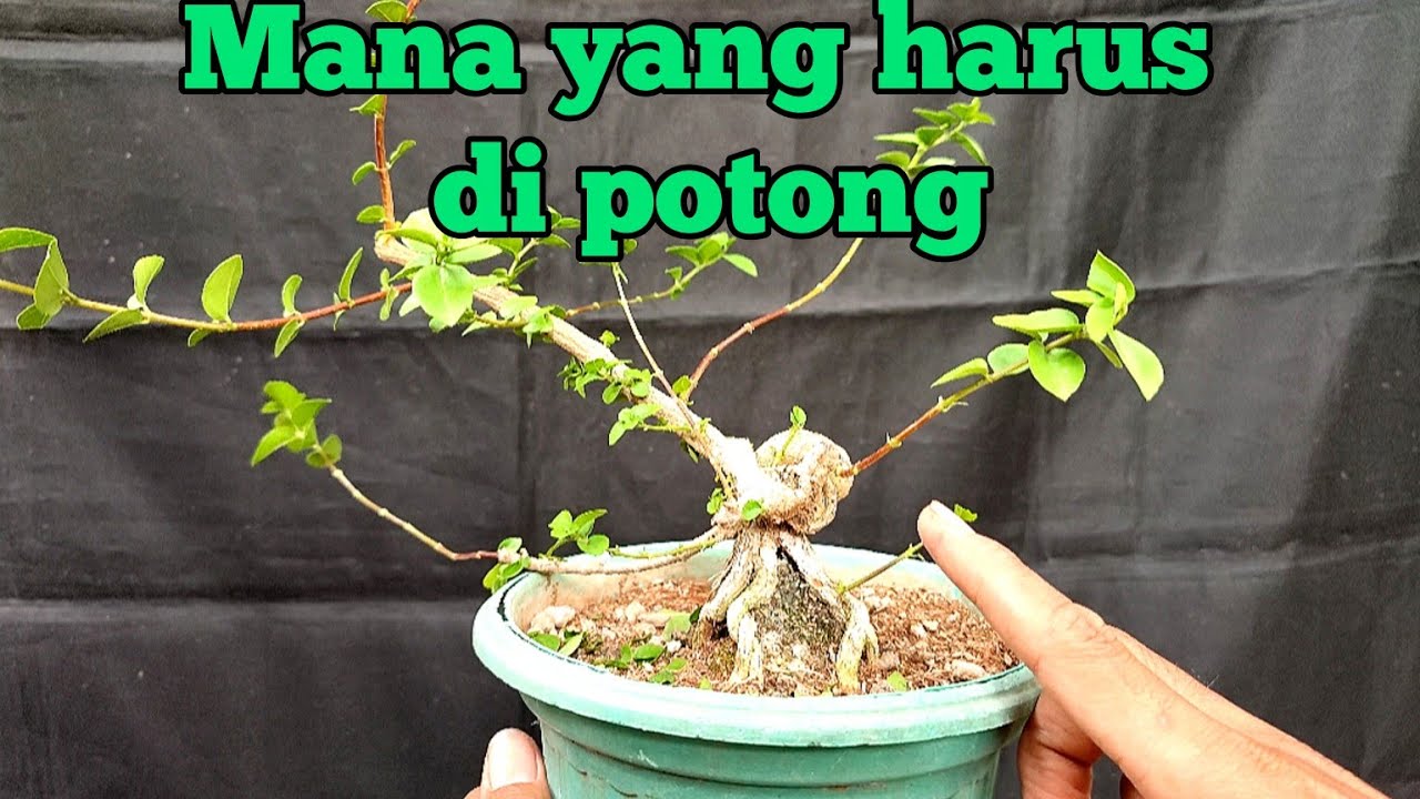 mame sancang on the rock || tahap seleksi cabang utama - YouTube