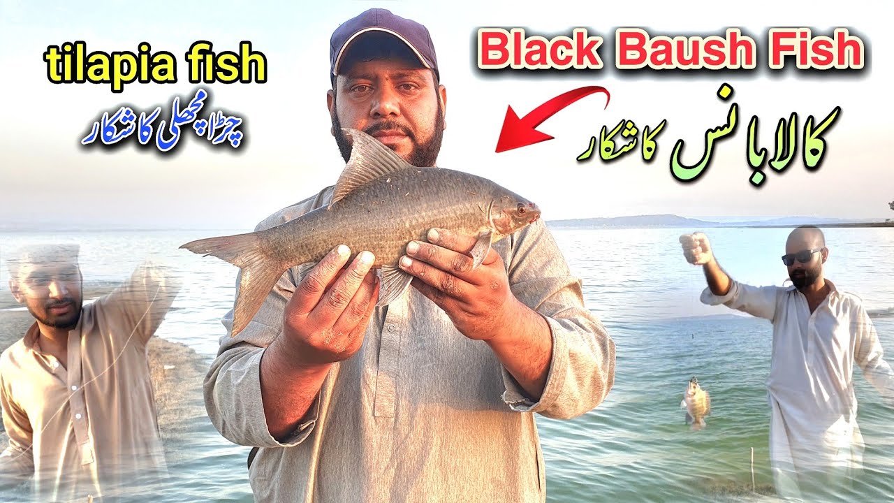 Black Baush ( Kala Bans ) Aur Tilapia Fish چڑا Ka Shikar | Potha Sher ...