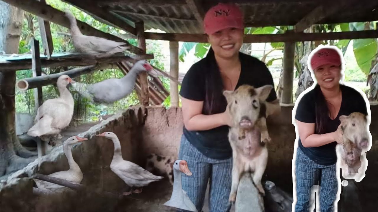 Paliguan at pakainin ang mga alagang hayop #ErikaAngProbinsyana # ...
