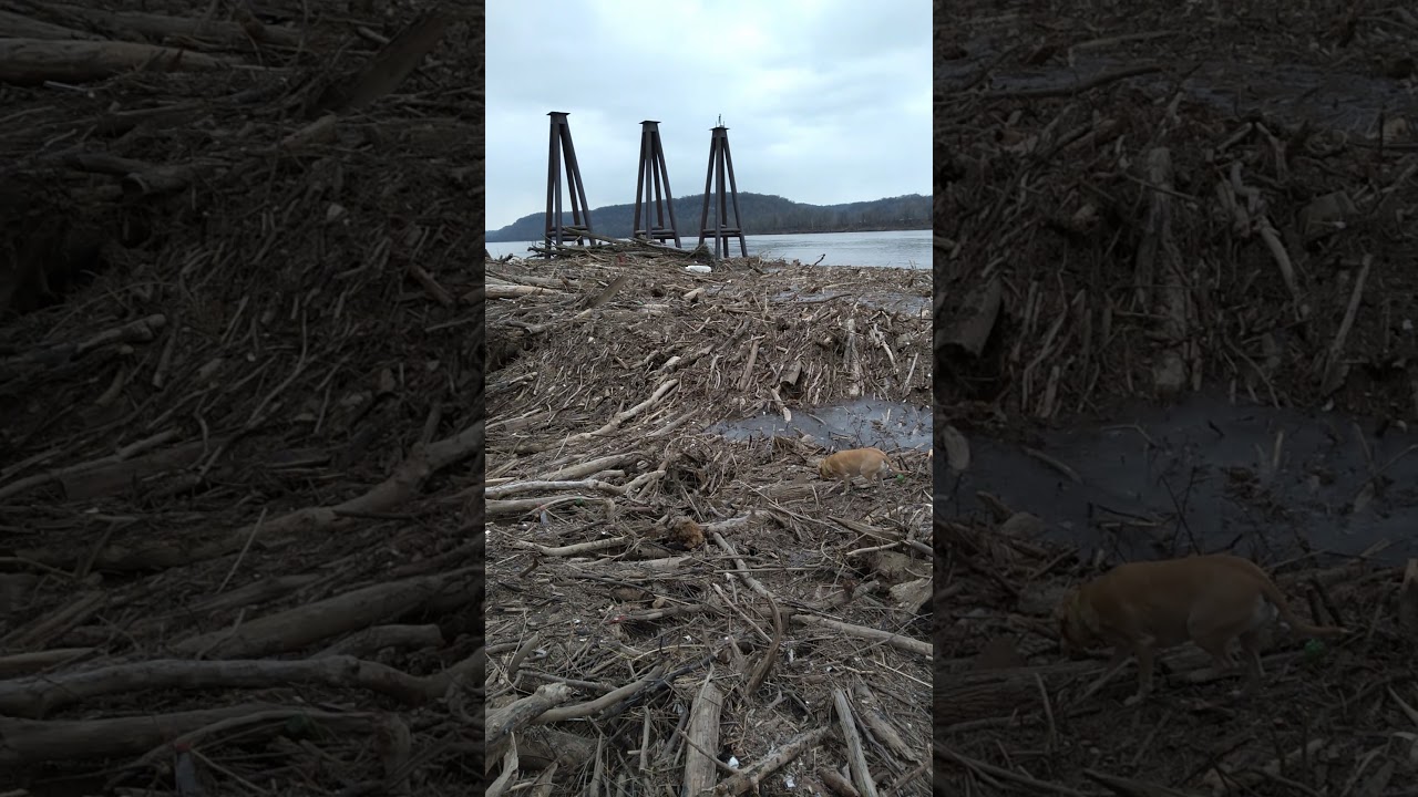 Massive log jam on Ohio River - YouTube