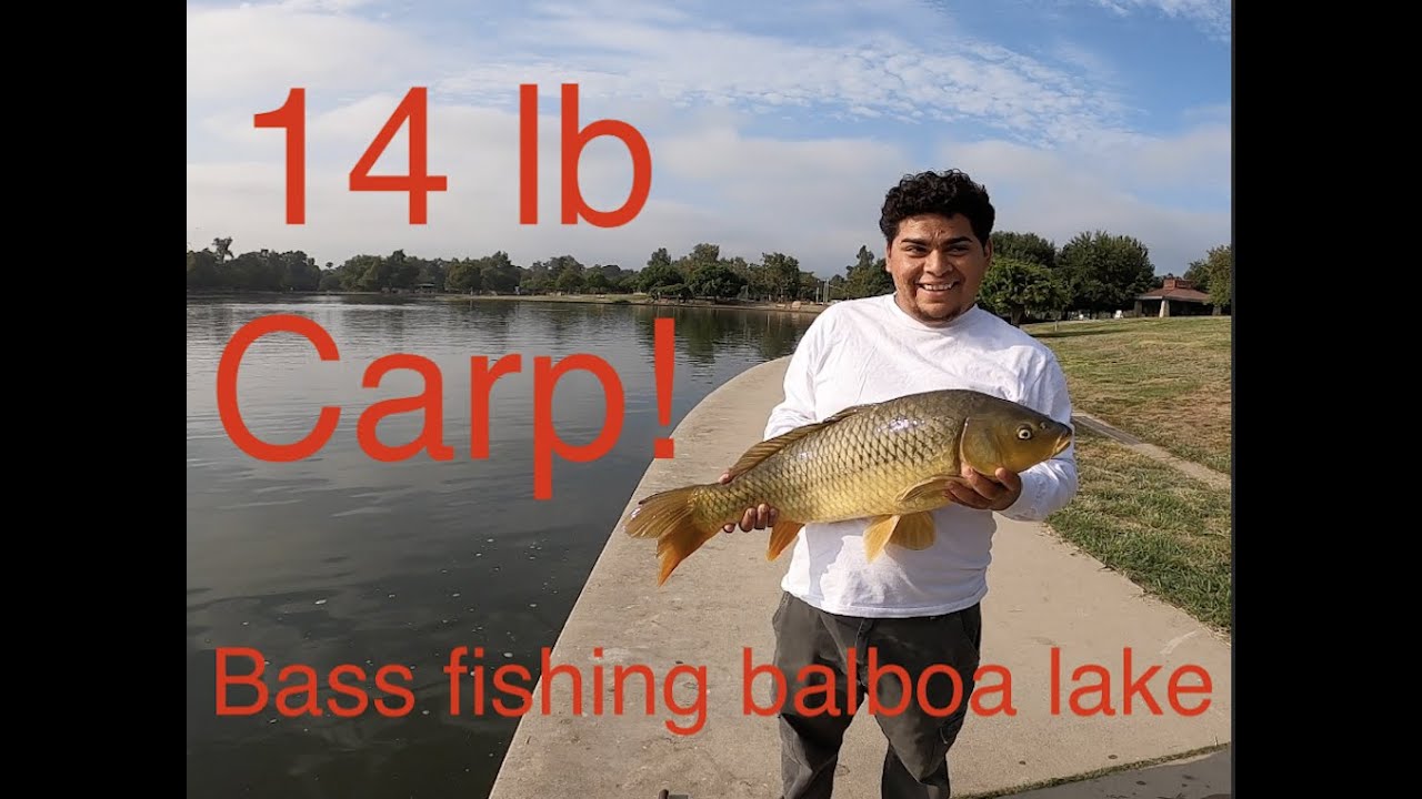 14 lbBig Carp in Balboa Lake - YouTube
