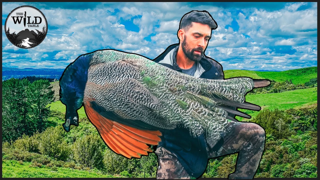 HUNTING WILD INDIAN PEACOCK FOR THE WILD TABLE! - YouTube