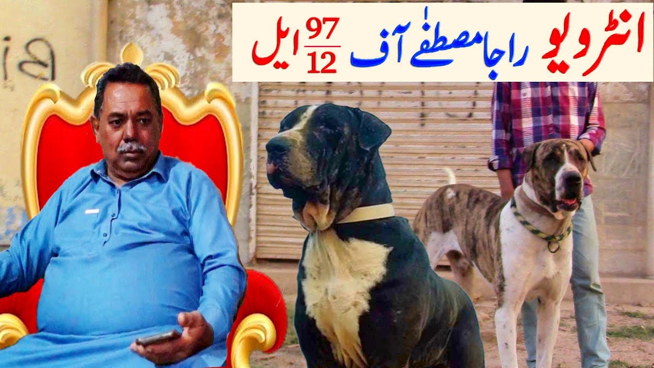 Pakistani Bully Dog Lover of Interview Raja Musatafa | Bully Kutta ...
