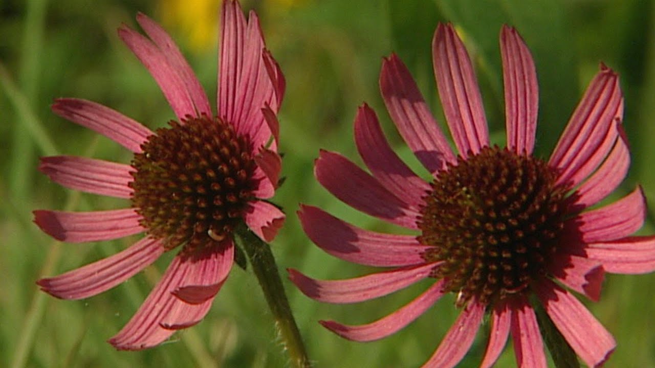 Wild SideTV-The Tennessee Coneflower - YouTube