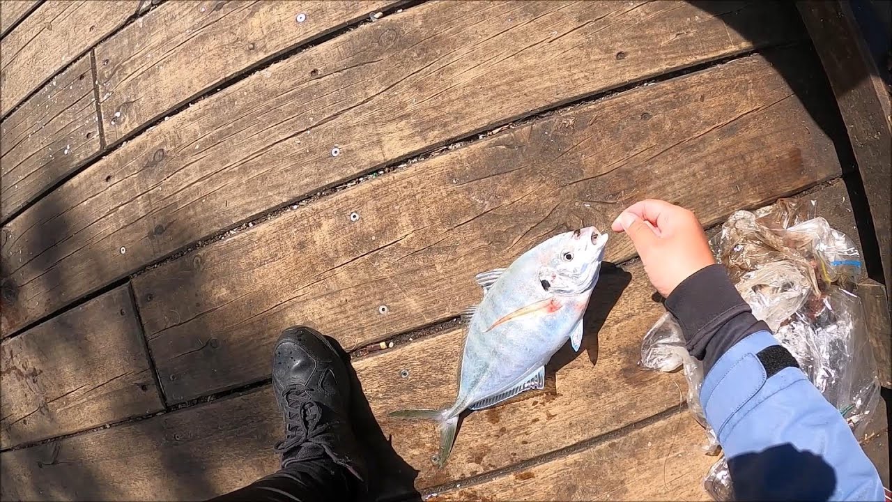 I'm back Wharf Fishing! (Chaotic Fishing day!) - YouTube