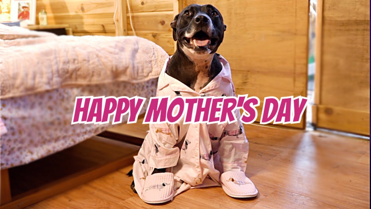 Staffy Dog Mother celebrates Mothers Day with her two Baby Dog ...