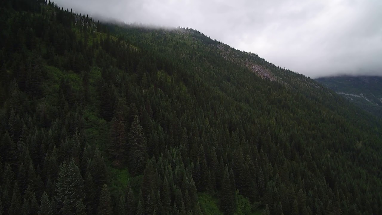 Trees in Cascade Mountain Range! - YouTube