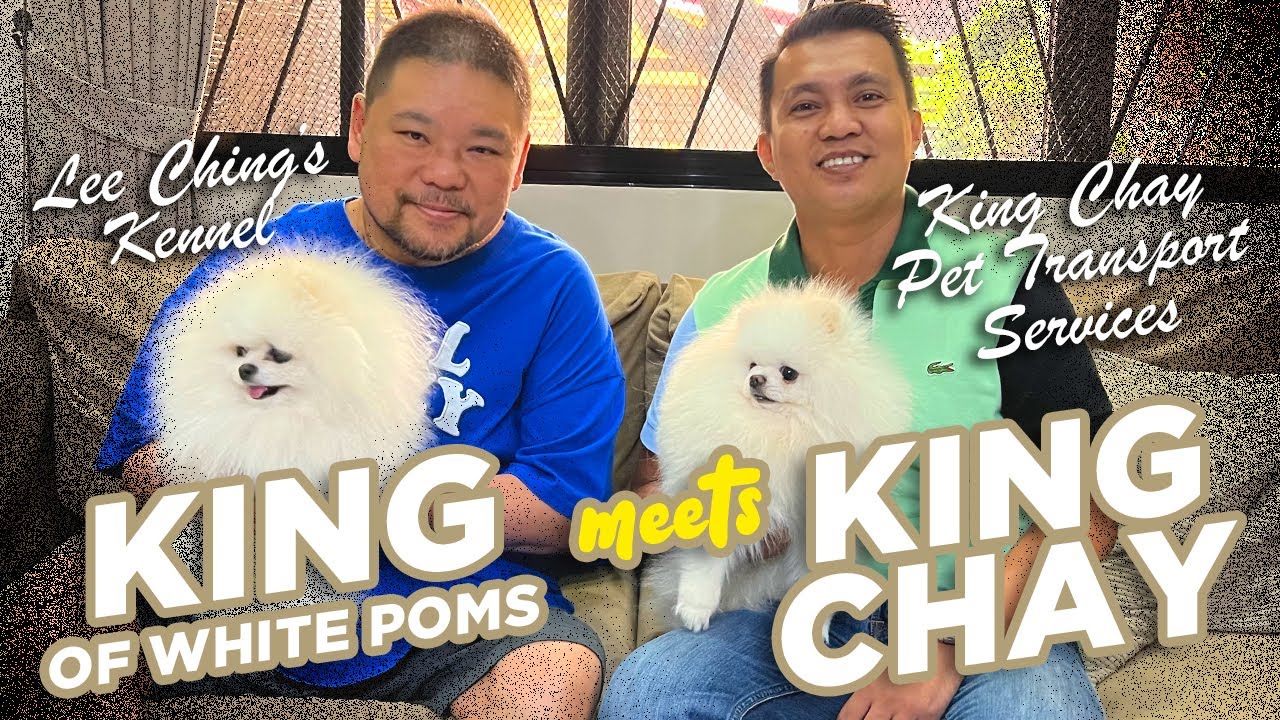 KING OF WHITE POMS | David Lee Ching's Kennel - YouTube
