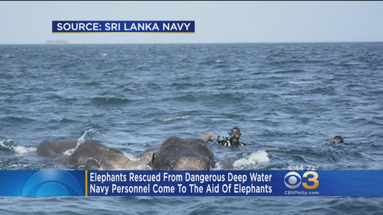 Sri Lanka Navy Rescues Elephants Washed Out To Sea - YouTube