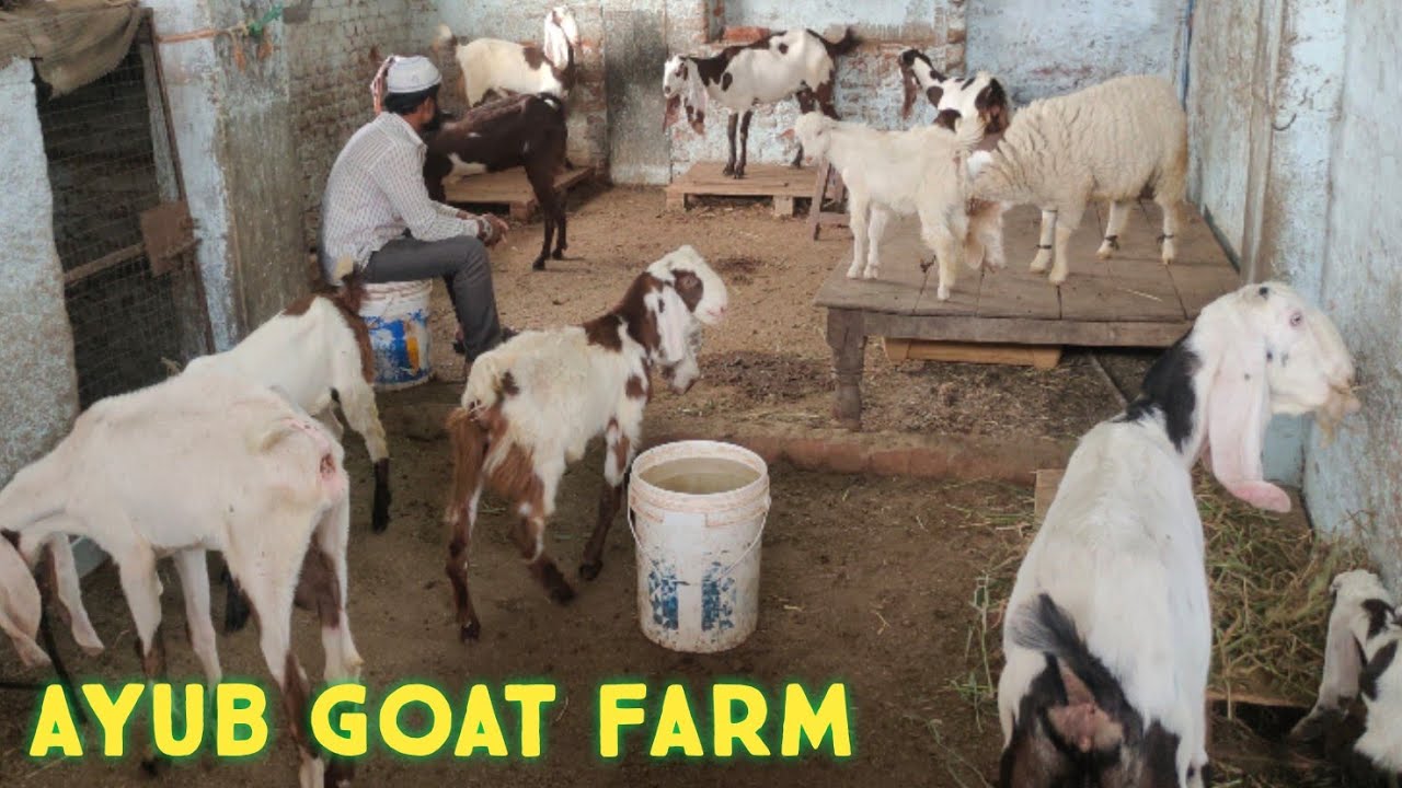 saste bakriya available in Hyderabad Ayub goat farm yaqutpura ...