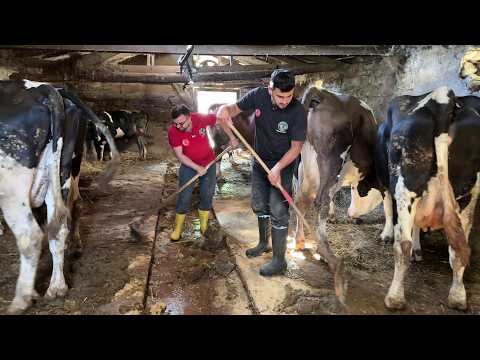 İNEKLER MISIR SİLAJINA KAVUŞTU / GÜNLÜK İŞLER 97