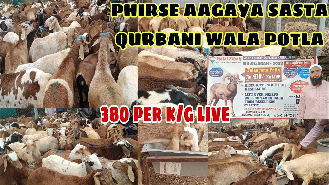 #9347039482| LOWEST PRICE TELANGANA POTLA LOT FOR QURBANI AVAILABLE IN ...