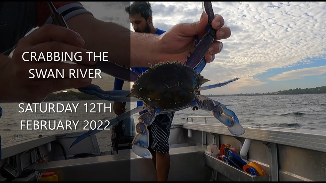 BLUE SWIMMER CRABS IN THE SWAN RIVER! - YouTube