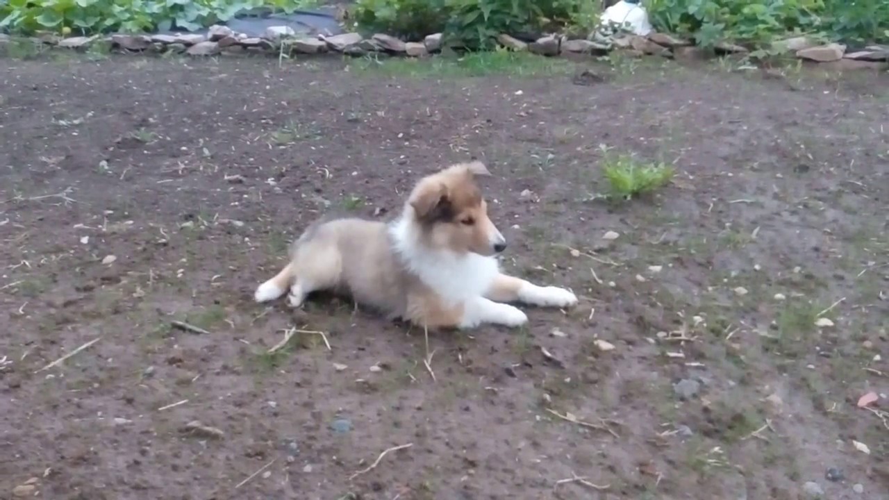 Cute Rough Collie puppy playing catch with rabbit - YouTube