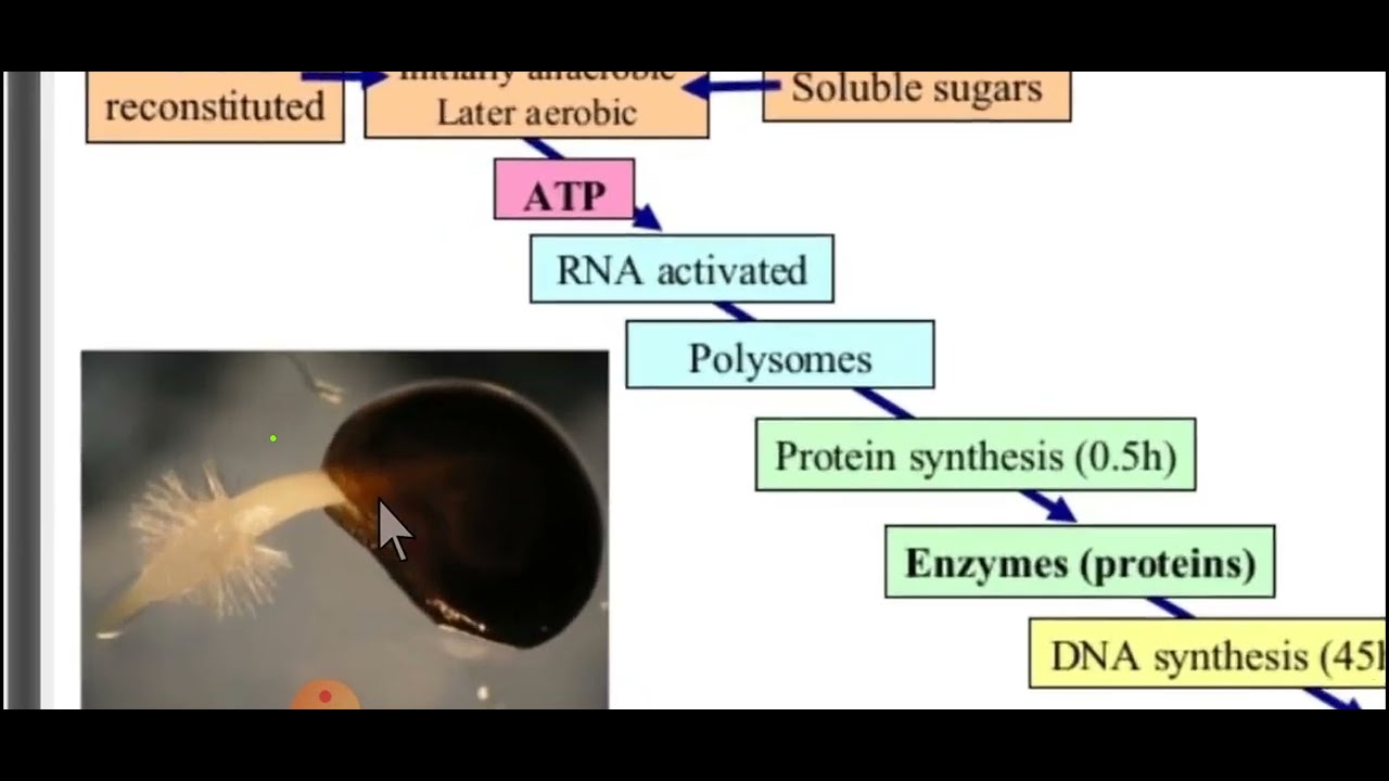 Stages and Events of seed Germination By Dr.V P Gupta - YouTube