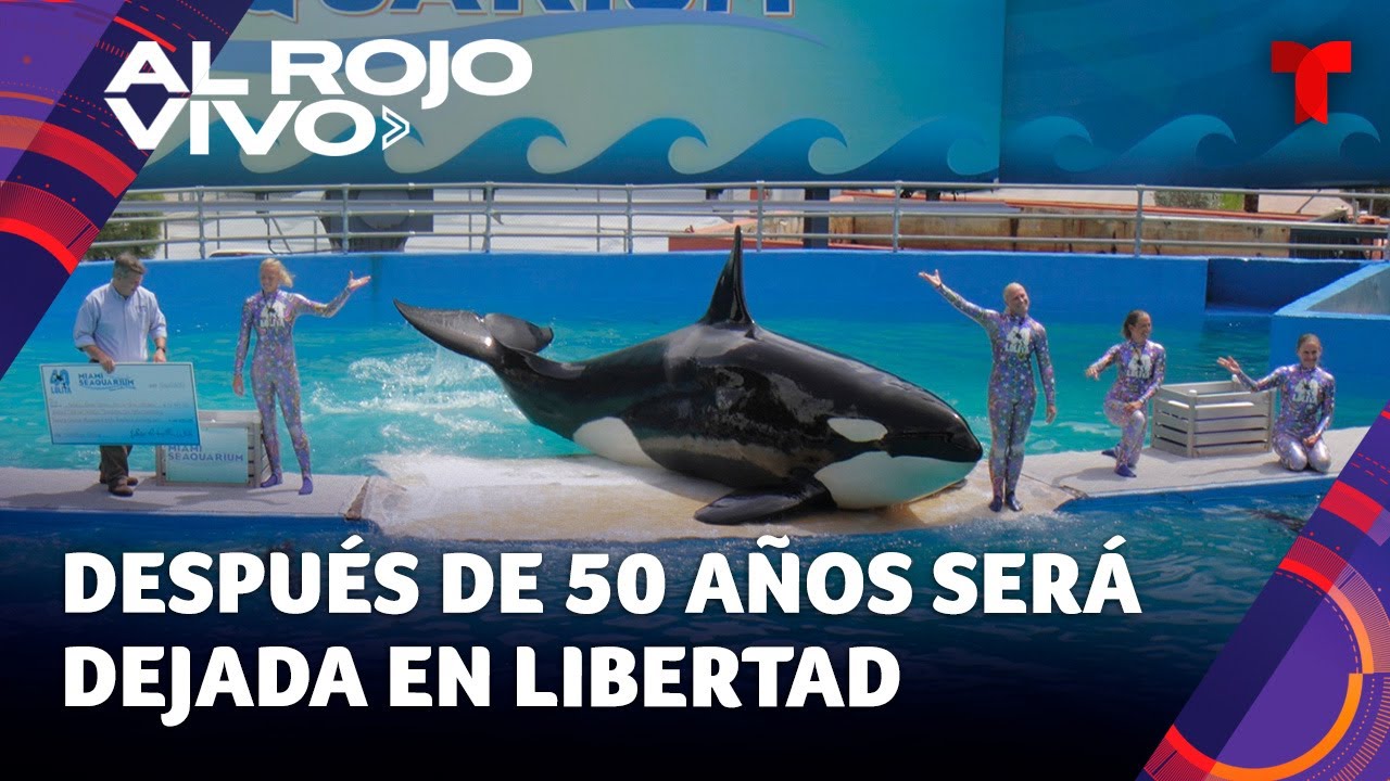 Liberan a la orca Lolita tras 50 años de vivir en cautiverio en un ...