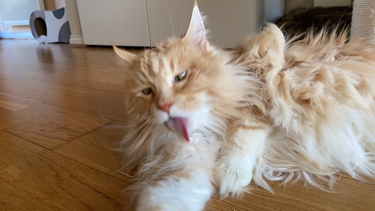 Paws Indoors Livestream 13 February 11am - YouTube