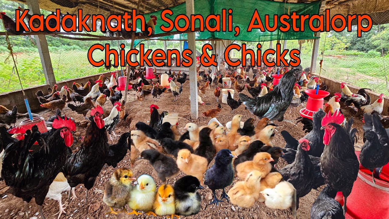 🐣Chicks Ready | Sonali Hens🐔 Kadaknath 🖤| Australorp🤍 | Murgiyan ...