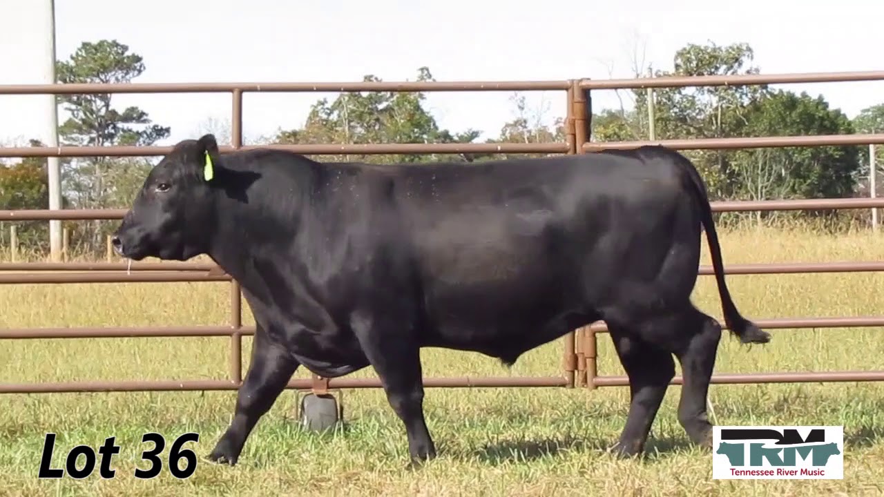 HIgh Cotton Bull Sale 2019 Lot 36 - YouTube