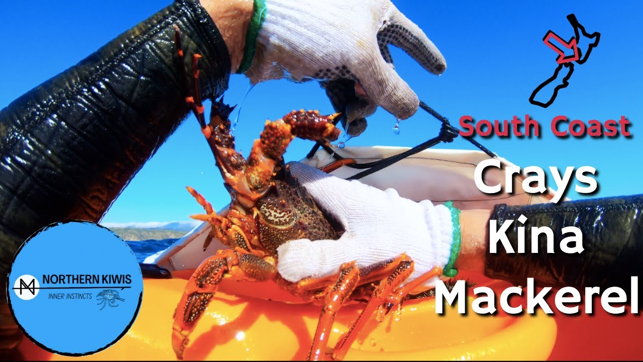 NK Freediving Sesh Out Wellington South Coast Wahine Carpark BIG Kina Crays & Mackey. - YouTube