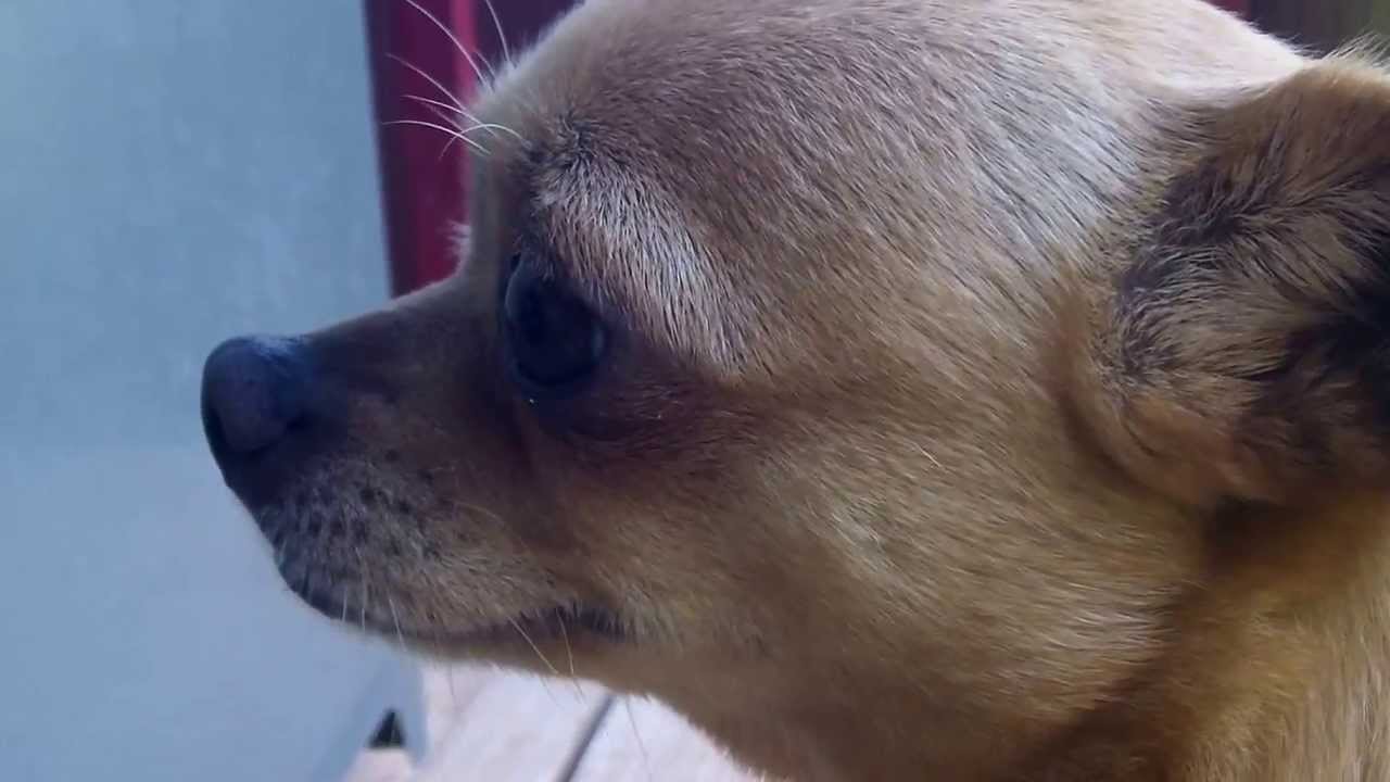 Poco the Dog - YouTube