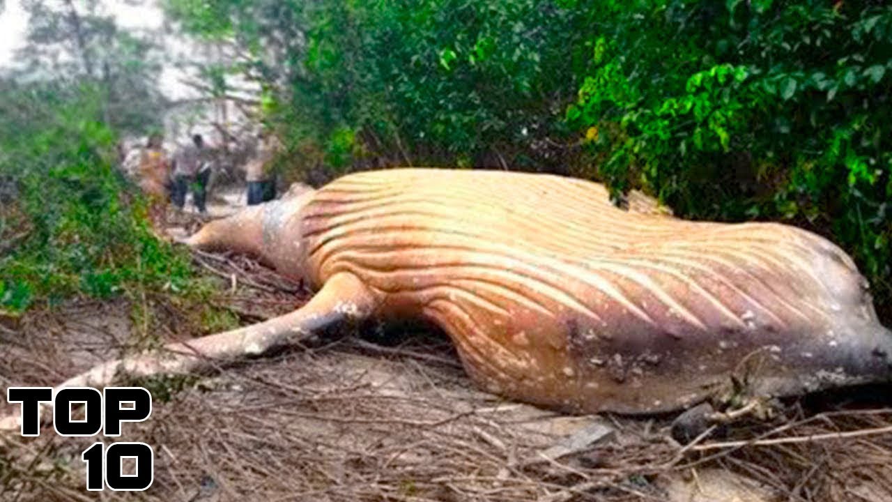 Top 10 Dark Discoveries In Germany That Will Leave People Speechless ...